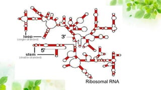 Polycistronic and monocistronic RNA | PPTX