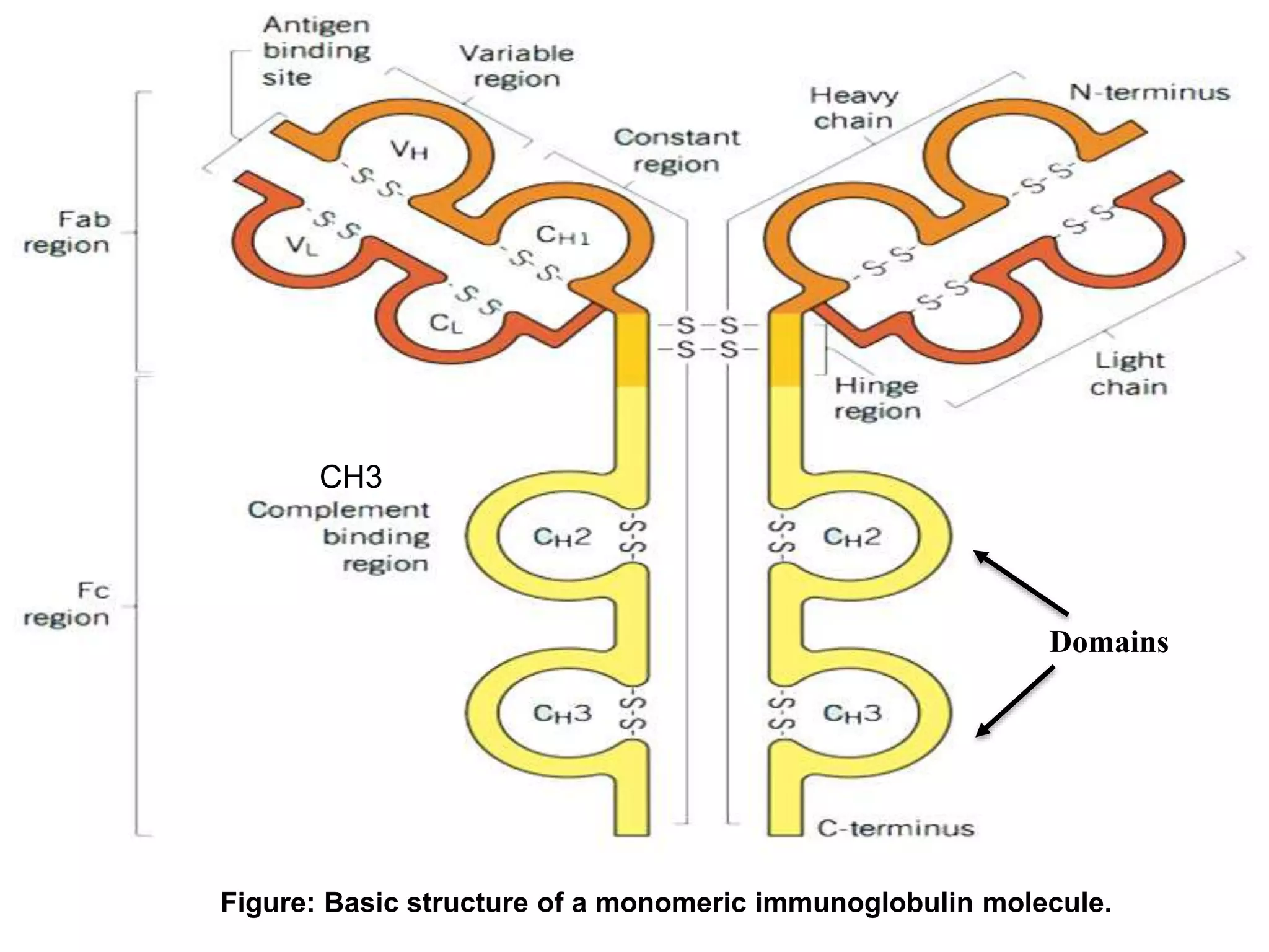 Polyclonal and monoclonal antibody production | PPT