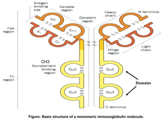 Polyclonal and monoclonal antibody production | PPT | Blood Disorders ...