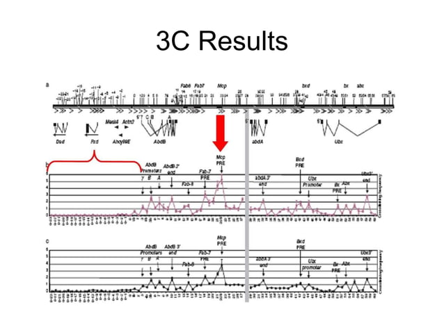 Polycomb Response Elements | PPT