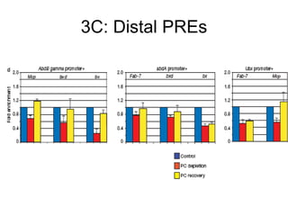 Polycomb Response Elements | PPT