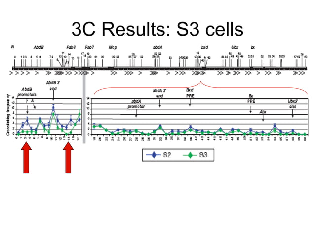 Polycomb Response Elements | PPT