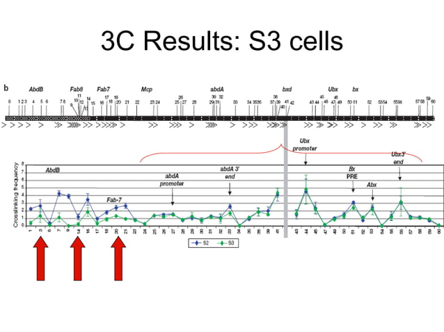 Polycomb Response Elements | PPT