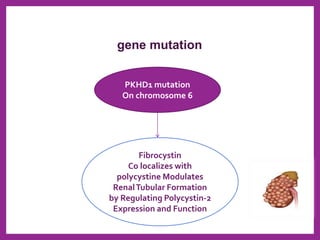 polycystic kidney.pptx | Digestive Disorders | Diseases and Conditions