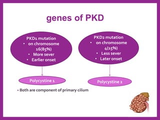 polycystic kidney.pptx | Digestive Disorders | Diseases and Conditions
