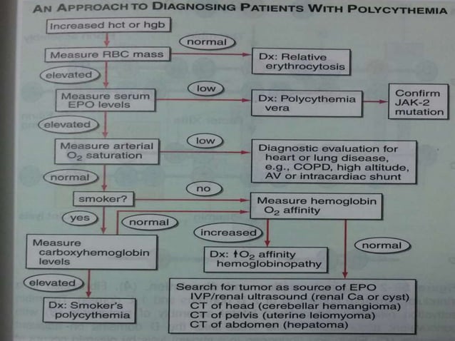 Polycythemia | PPTX | Blood Disorders | Diseases and Conditions