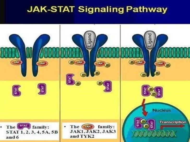 Polycythemia vera jak2