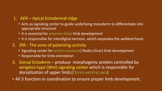 Polydactyly | PPTX