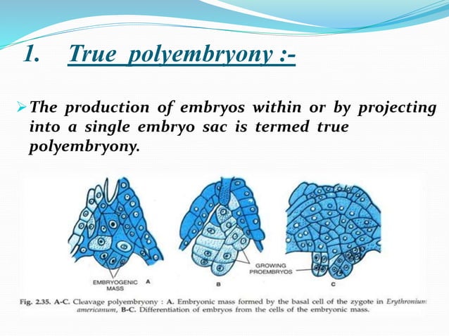 Polyembryony Pptx