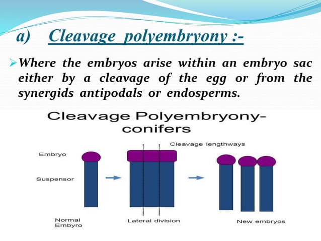 Polyembryony Pptx