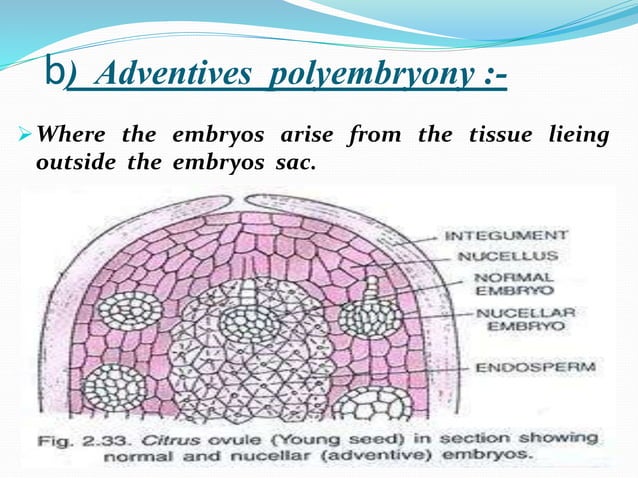 Polyembryony | PPT