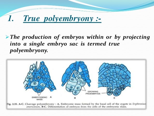 Polyembryony