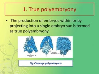 polyembryony.pptx