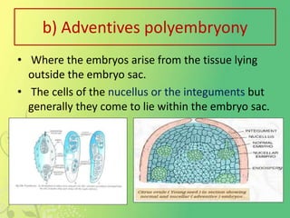 polyembryony.pptx