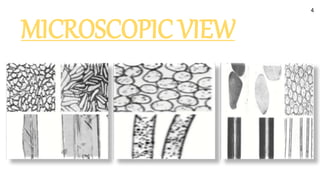 Polyester(man made fibres) | PPTX