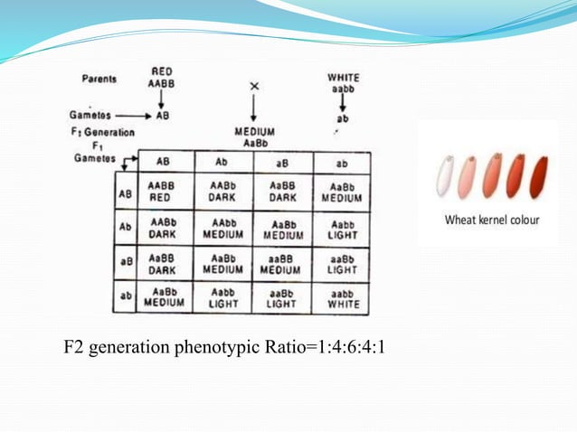 Polygene and its inheritance | PPTX