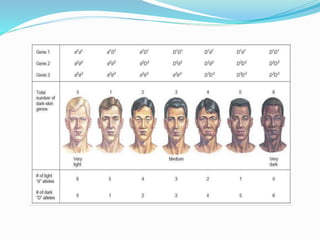 Polygene and its inheritance | PPTX