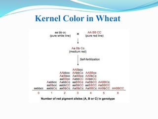 Polygene and its inheritance | PPTX