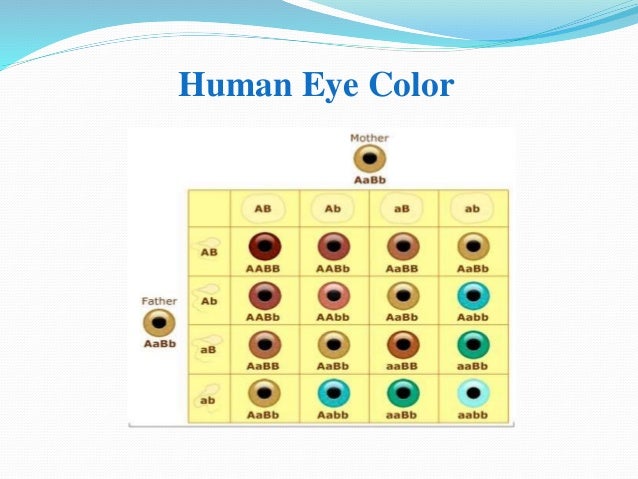 Polygene and its inheritance