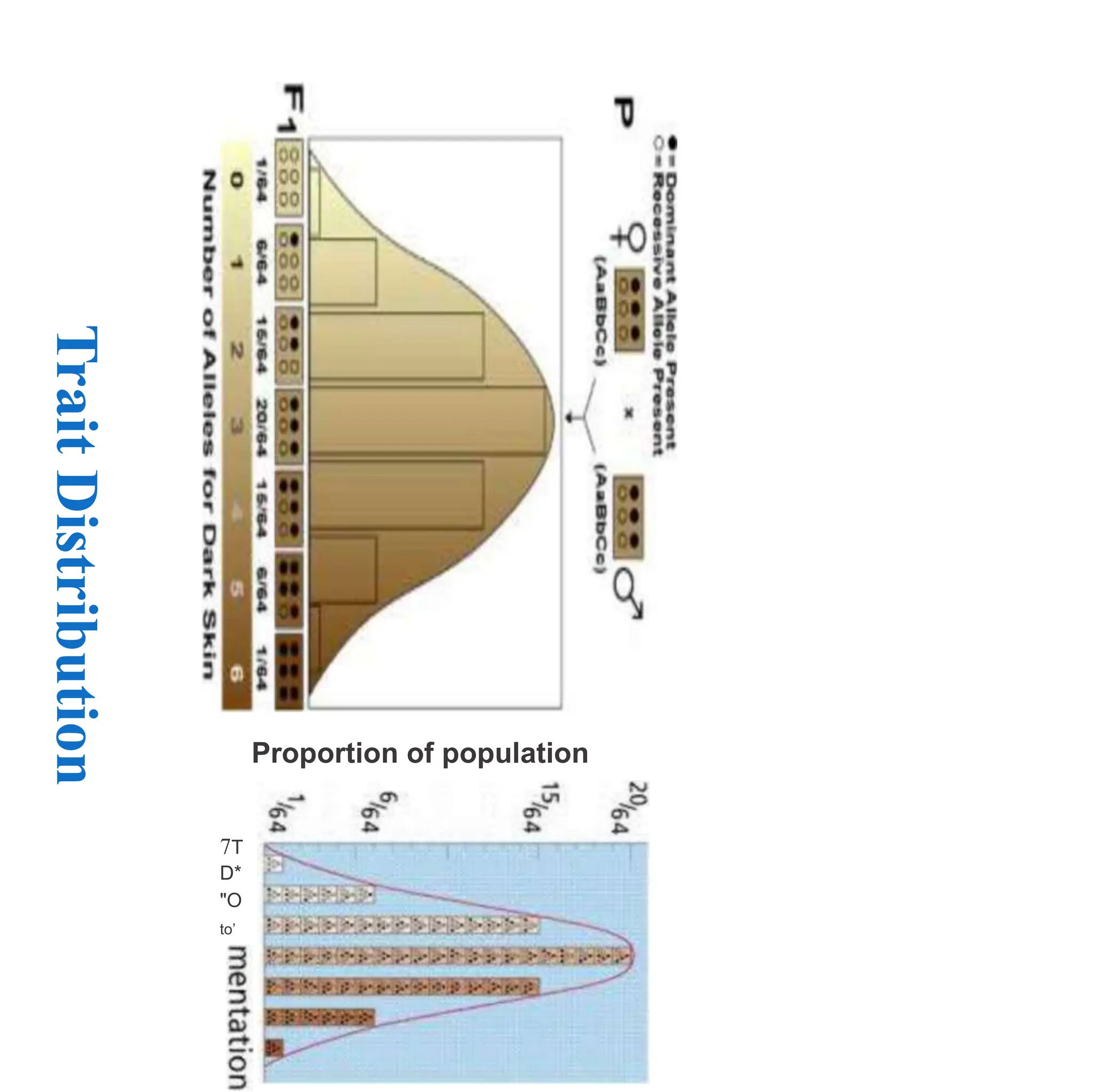 Polygenes and their inheritance pattern.pptx