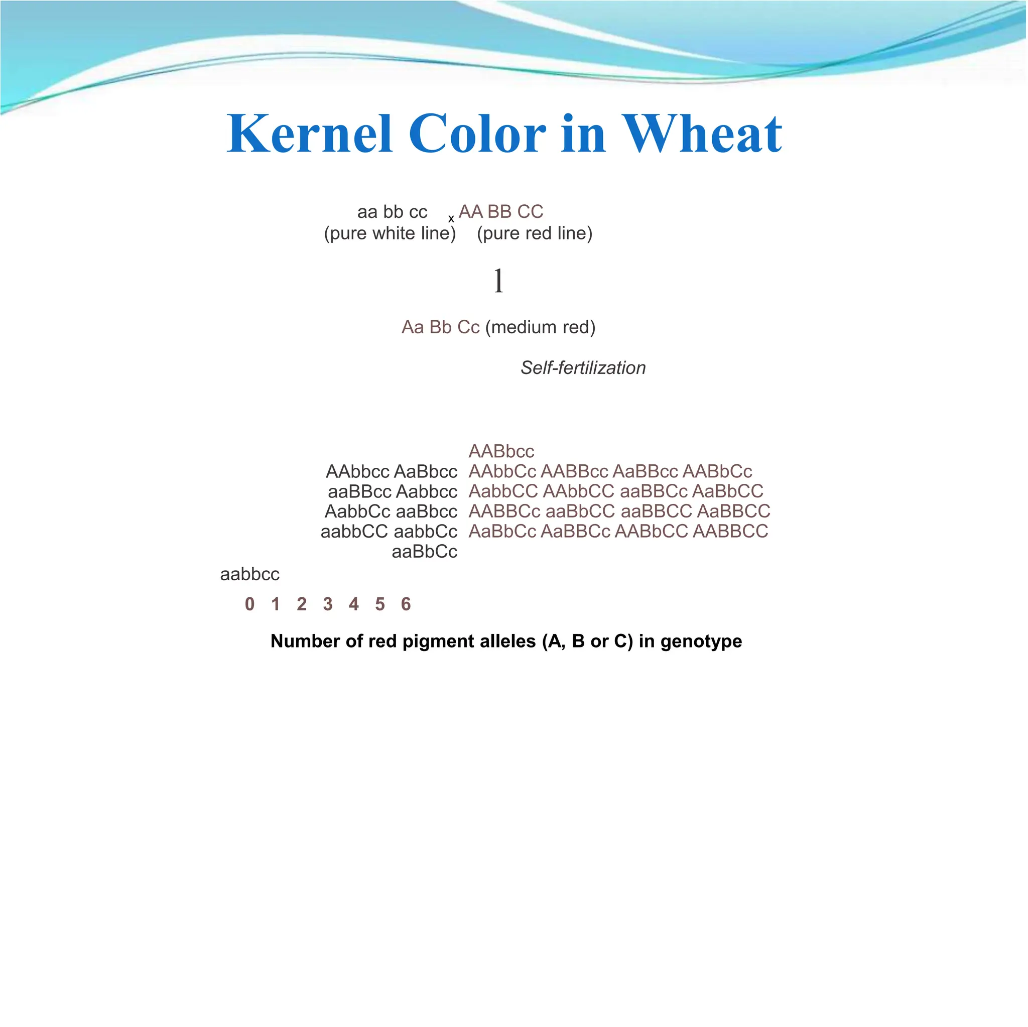 Polygenes and their inheritance pattern.pptx