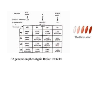 Polygenes and their inheritance pattern.pptx | Skin and Dermatology ...