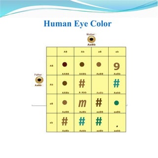 Polygenes and their inheritance pattern.pptx | Skin and Dermatology ...