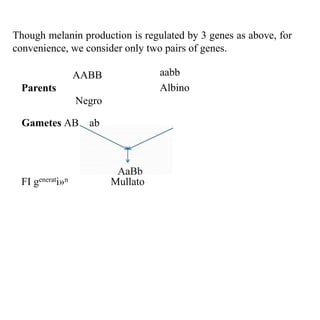 Polygenes and their inheritance pattern.pptx | Skin and Dermatology ...