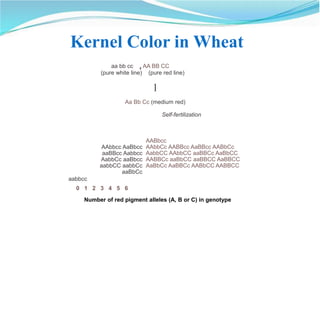 Polygenes and their inheritance pattern.pptx | Skin and Dermatology ...