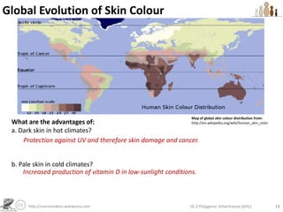 Polygenic Inheritance (AHL) | PPTX | Skin and Dermatology | Diseases ...