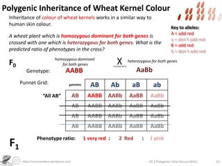 Polygenic Inheritance (AHL) | PPTX | Skin and Dermatology | Diseases ...