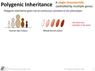 Polygenic Inheritance (AHL) | PPTX | Skin and Dermatology | Diseases ...