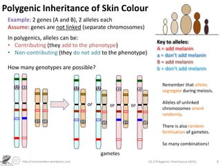 Polygenic Traits Examples