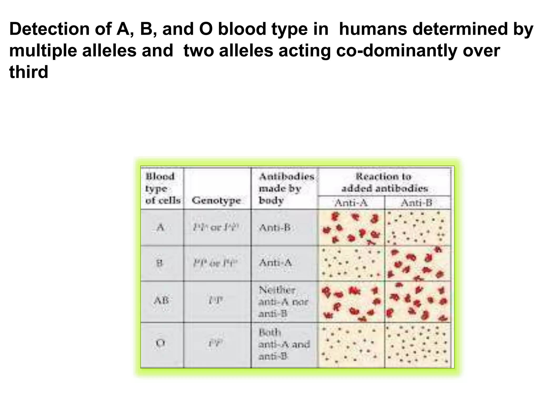 Polygenicinheritance.,atavism ,multiple allelism | PPTX