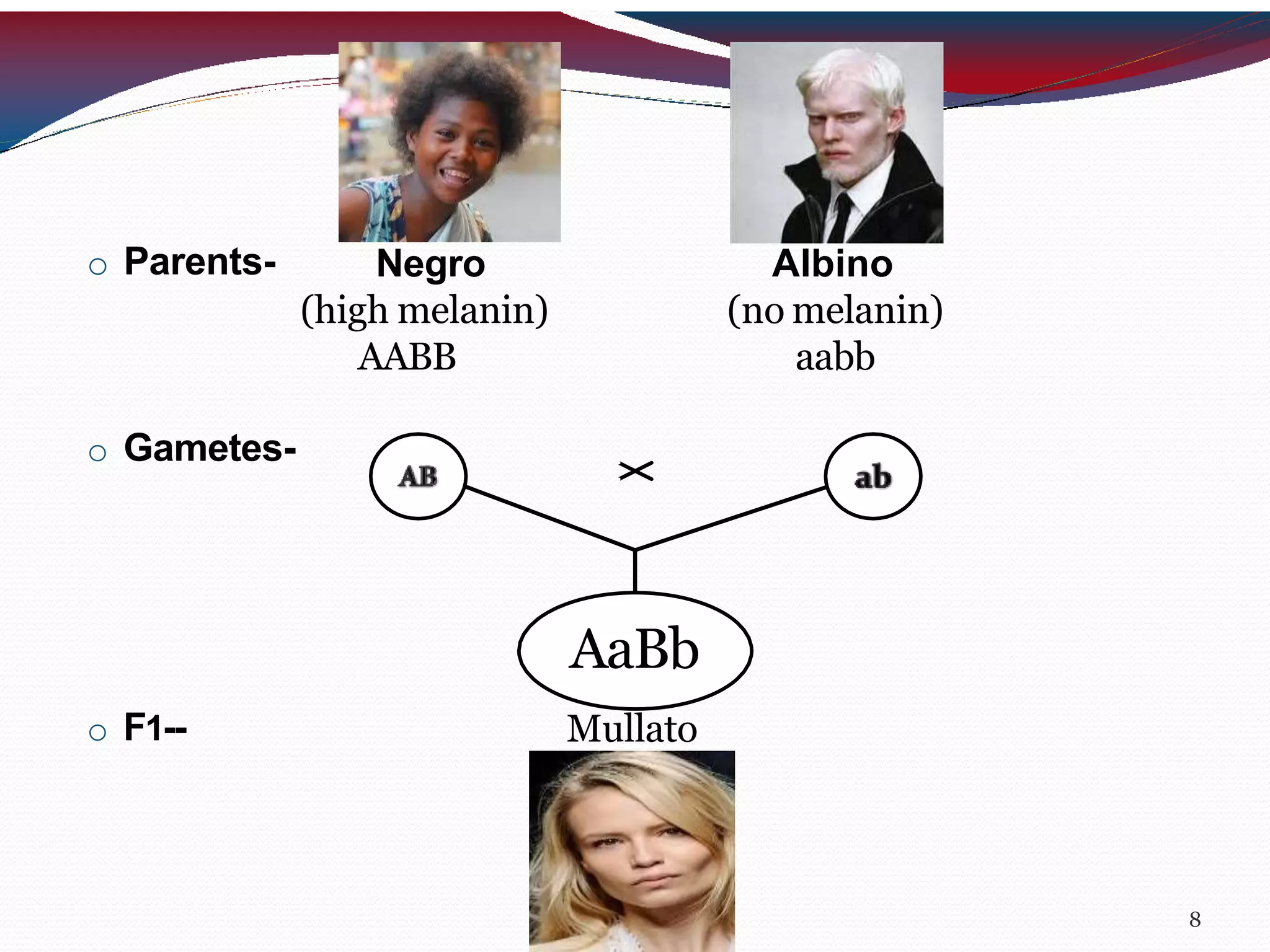 Polygenicinheritance.,atavism ,multiple allelism | PPTX