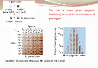 Polygenic Inheritance Skin Colour