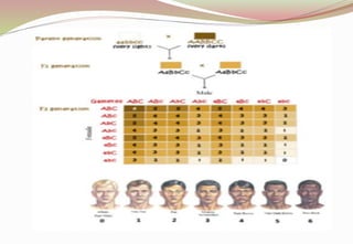Polygenic Inheritance Skin Color