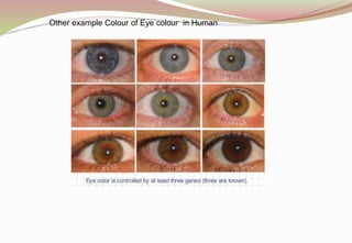 Polygenic Traits Eye Color
