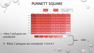Polygenic Traits Punnett Square