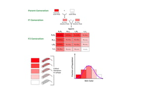 Quantitative Inheritance - Polygenic Inheritance.pptx