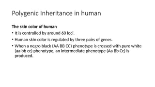 Quantitative Inheritance - Polygenic Inheritance.pptx