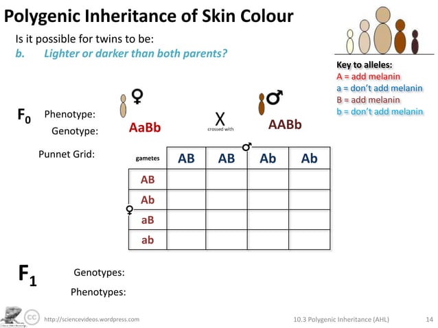 Polygenic Inheritance (AHL)