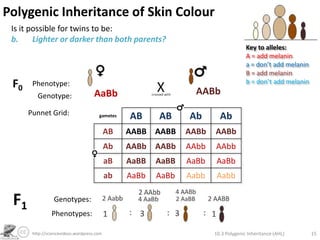 Polygenic Inheritance Skin Colour