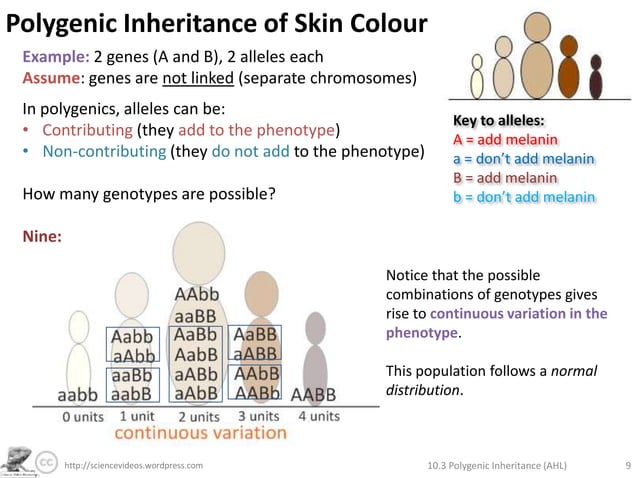 Polygenic Inheritance (AHL)