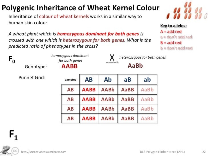 Polygenic Inheritance (AHL)