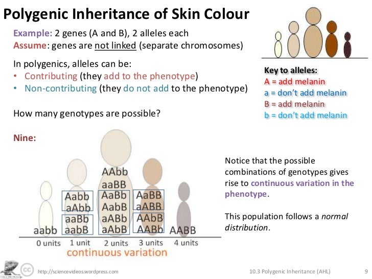Polygenic Inheritance Skin Colour