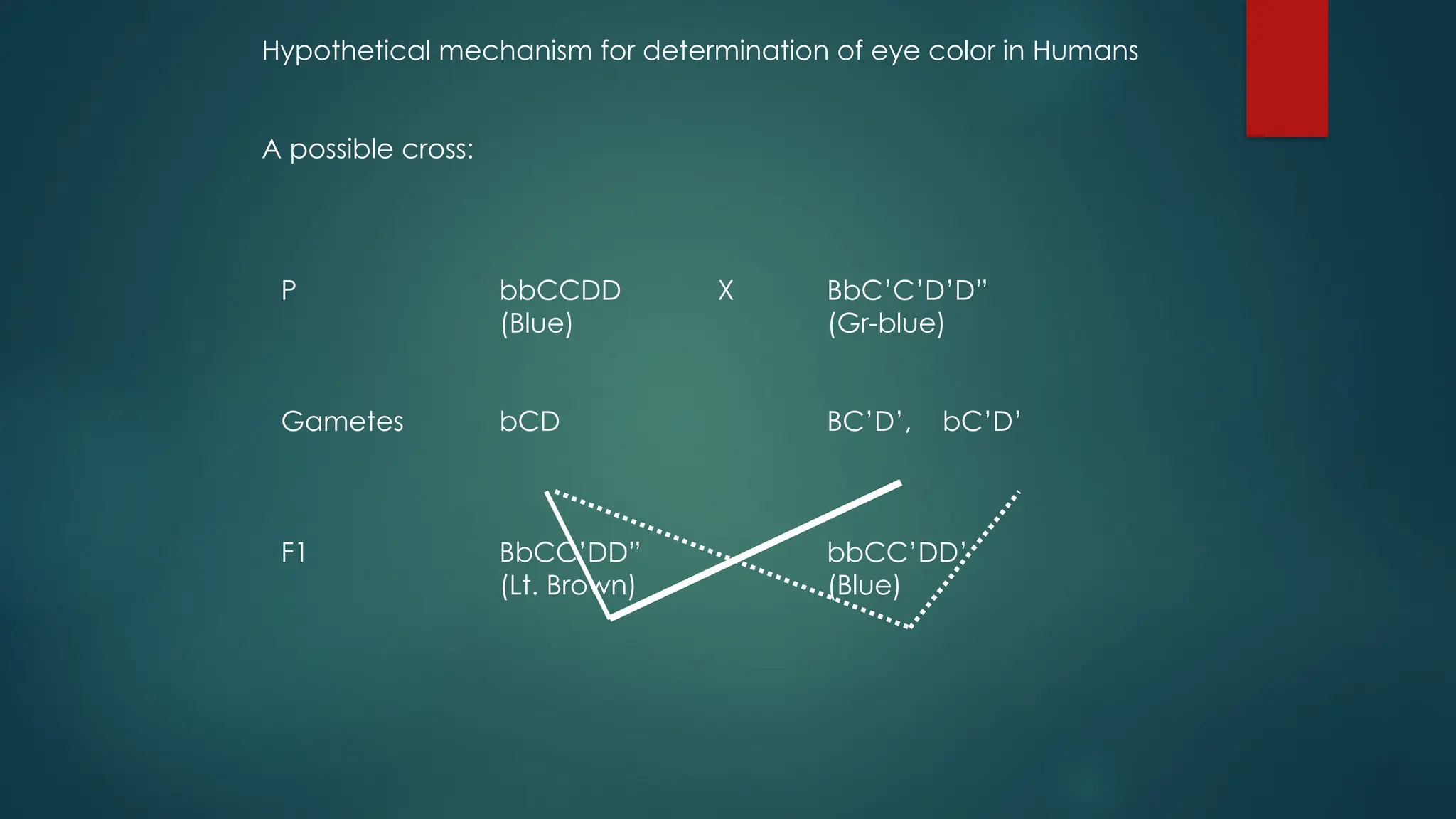 polygenic inheritance genetics mendelian.pptx