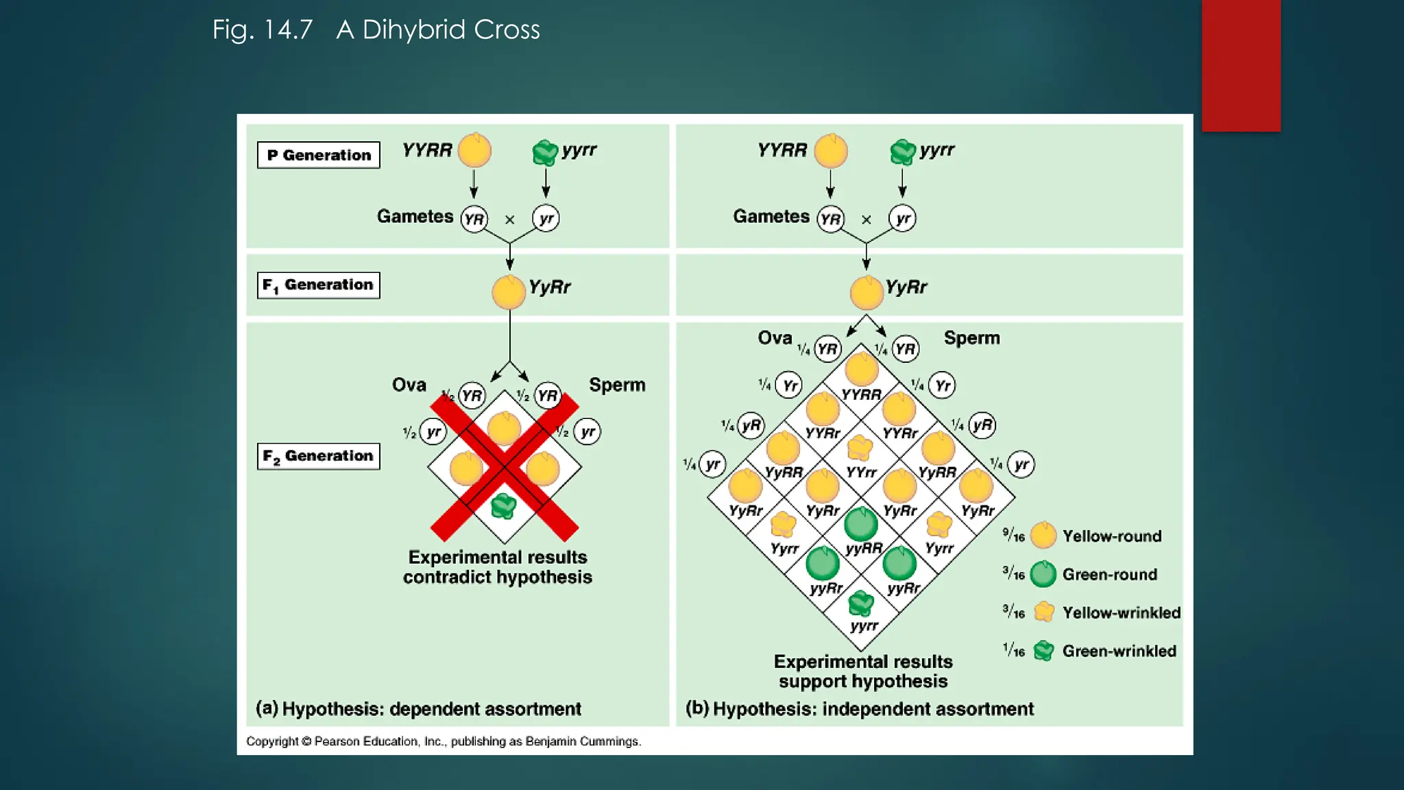 polygenic inheritance genetics mendelian.pptx