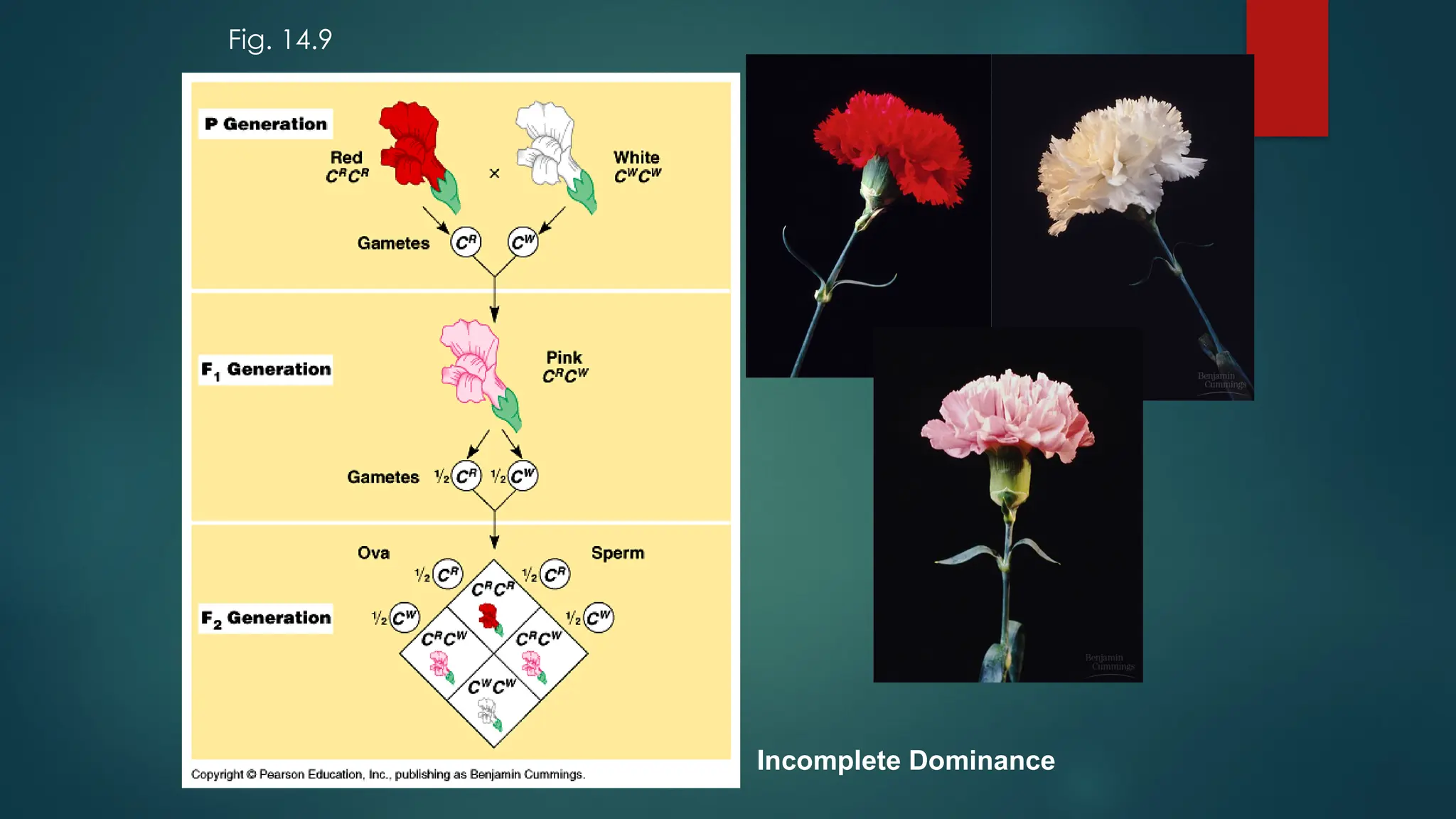 polygenic inheritance genetics mendelian.pptx