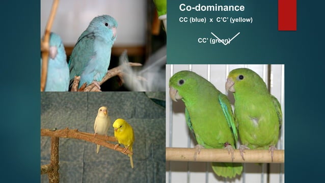 Polygenic Inheritance Genetics Mendelian Pptx